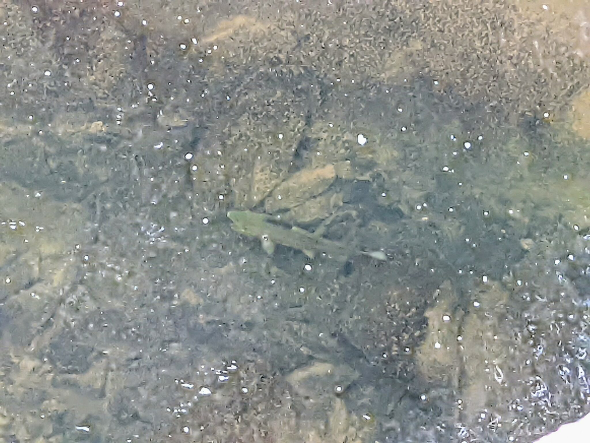 Hoodlebug Trail Photo Gallery