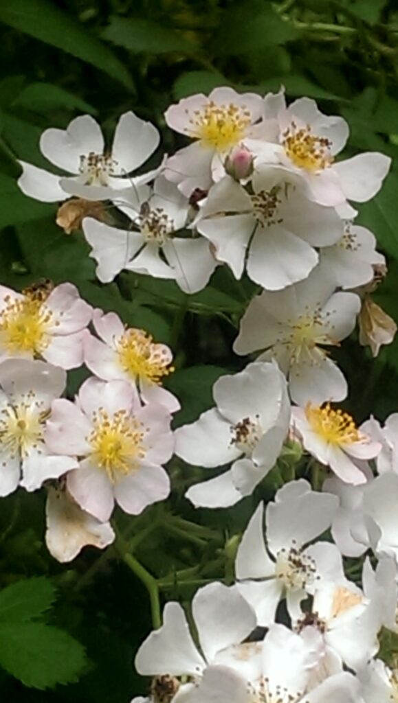 Hoodlebug Trail Photo Gallery