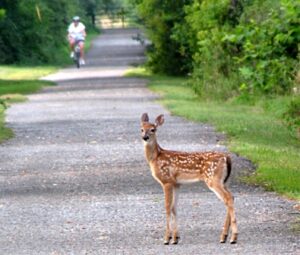 Hoodlebug Trail History | Indiana County Parks & Trails