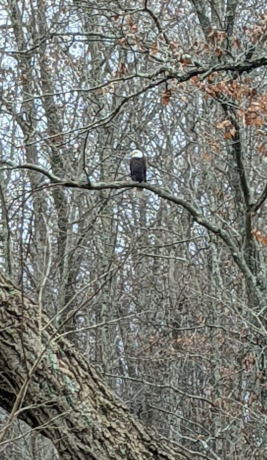 Trusal Bridge Photo Gallery