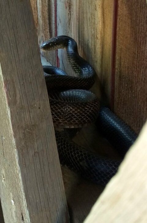 Trusal Bridge Photo Gallery